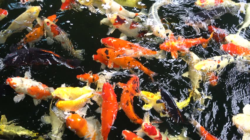 Koi Fishes Are Swimming, Pet Fish Stock Footage Video 14086334 ...