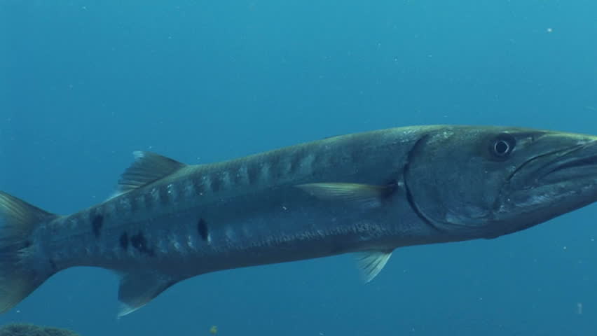 Giant Barracuda, Sphyraena Barracuda, Being Cleaned By A Cleaner Wrasse ...