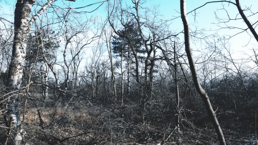 4k Dying Forest in Winter Stock Footage Video (100% Royalty-free ...