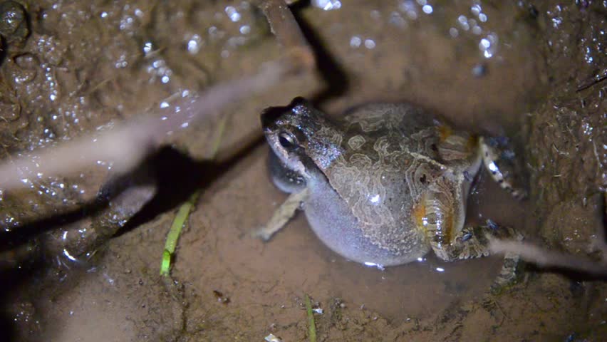 Barker Frog Calling Stock Footage Video (100% Royalty-free) 14437246 ...