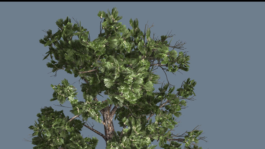 Scots Pine, Pinus Sylvestris, Two Trees, Red-Brown Bark, Tree On Alfa ...