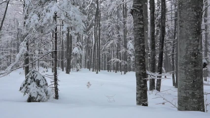 Falling Snow in a Forest Stock Footage Video (100% Royalty-free ...