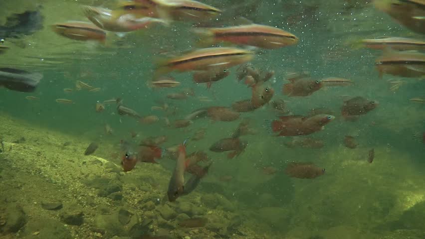 Striped Rasbora (Rasbora Daniconius), Walking Catfish (Clarias ...