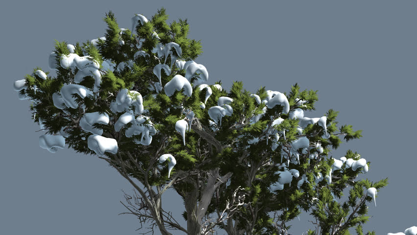 Monterey Cypress, Snow On a Stock Footage Video (100% Royalty-free ...