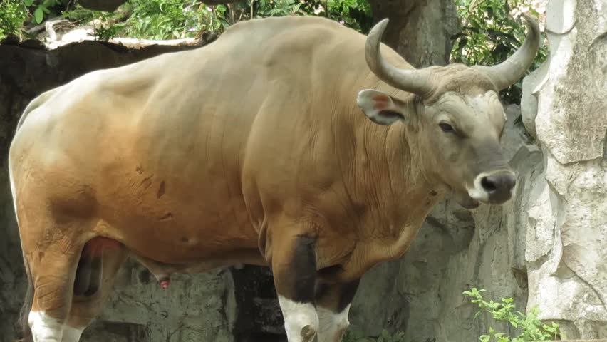 An Asian Zebu Bull (Bos Primigenius Indicus)is Tethered To A Tree ...