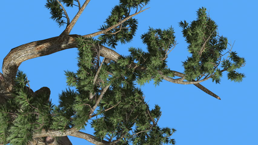 Jeffrey Pine, Pinus Jeffreyi, Old Curved Tree On Alfa Channel, Alpha ...