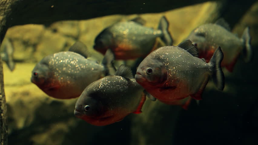 Amazon Predatory Piranha Fish Stock Footage Video 14804161 | Shutterstock