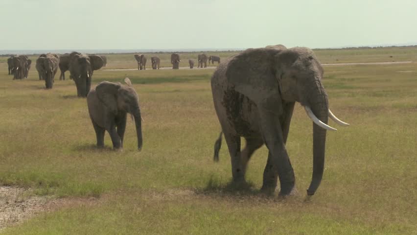 Bull Elephant In Heat Courting A Female Elephant Stock Footage Video ...