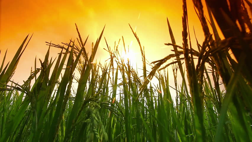 Sparkling Sun Rays Over Rice Stock Footage Video (100% Royalty-free ...