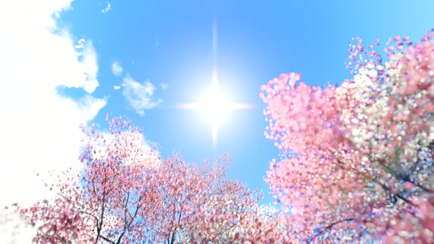 Animation Of Sakura With Flowers Sakura Waving On Wind Stock Footage ...