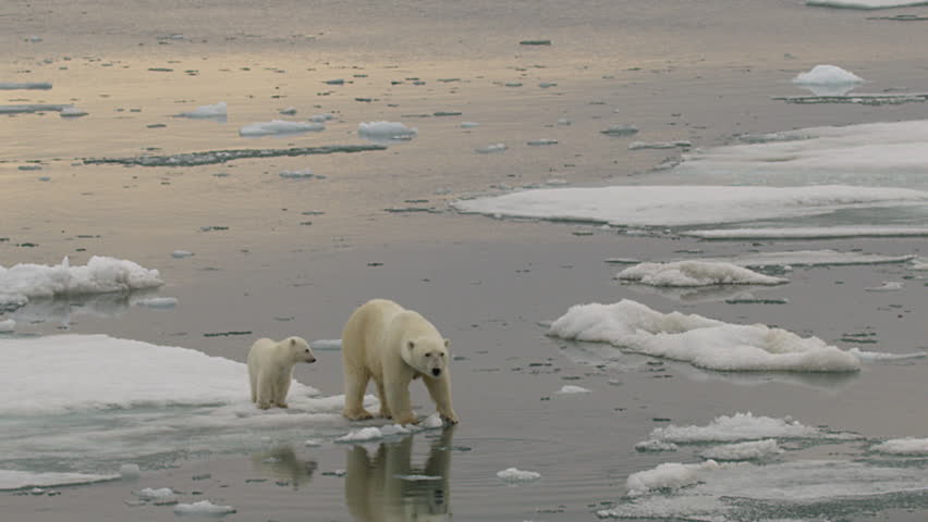 Polar Bears on the Ice image - Free stock photo - Public Domain photo ...
