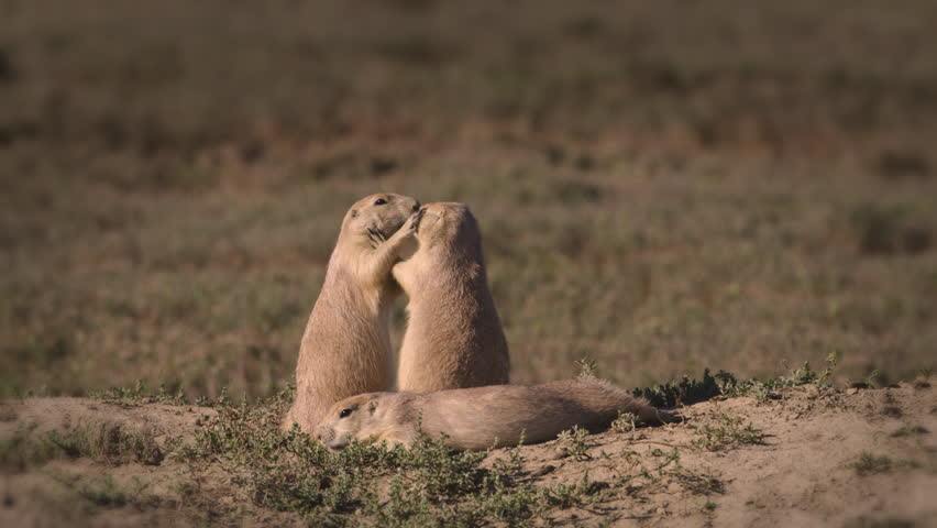 Two Prairie Dogs Playing and Video de stock (totalmente libre de ...