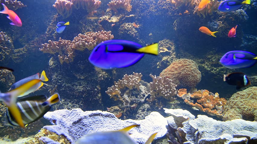 Exotic Deep See Fish in Stock Footage Video (100% Royalty-free ...