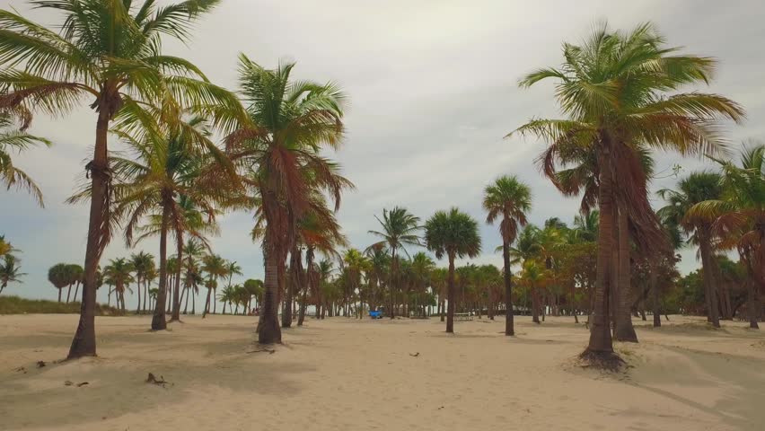 Miami Beach Tropical Scene Vidéos de stock (100 % libres de droit ...