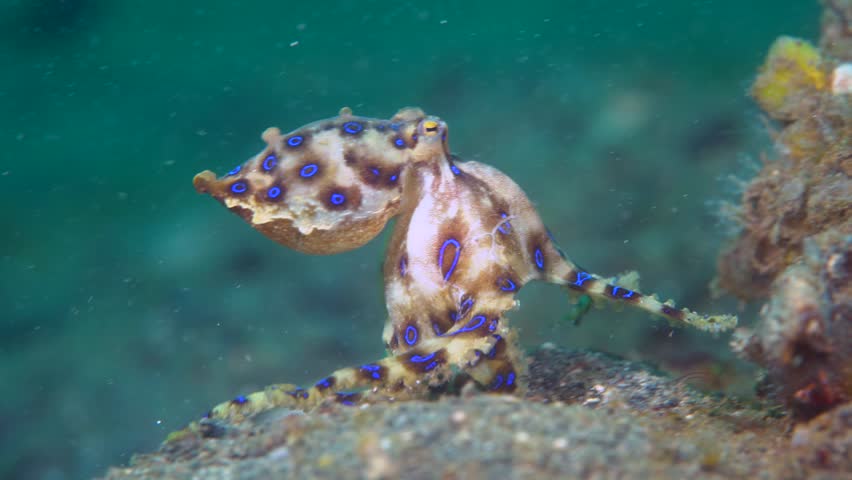 Blue Ringed Octopus Eggs