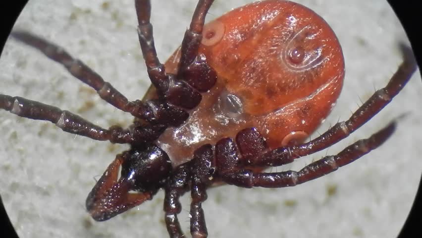 Taiga Tick (ixodes Persulcatus) - Stock Footage Video (100% Royalty ...