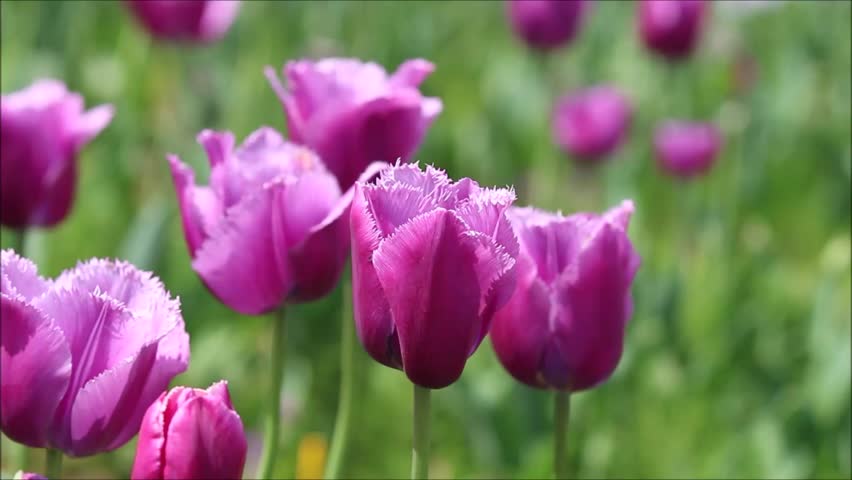 Colorful Flowers In Paris Garden During Spring, France. Spring Flowers ...
