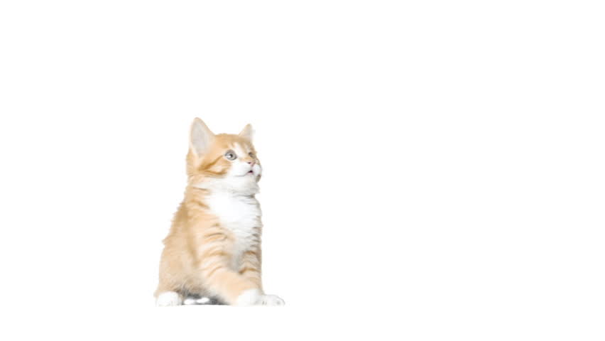 Cat Clapping Paws, Asking For A Snack Záběr Video 6293636 | Shutterstock