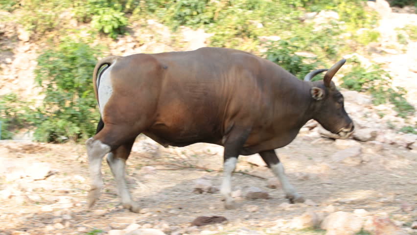 Banteng Or Red Bull Stock Footage Video 5702762 | Shutterstock