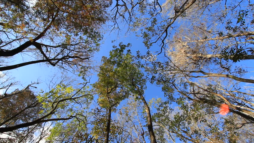 Forest 360 Degree Rotation in Stock Footage Video (100% Royalty-free ...