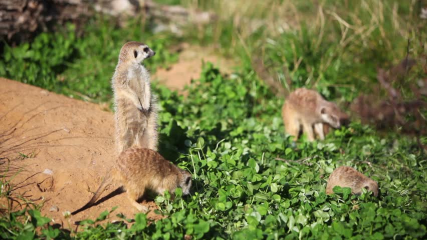 Gopher Stands Guard Other Crawl Stock Footage Video (100% Royalty-free ...