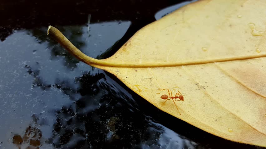 Leaf and Fire Ant Floating Stock Footage Video (100% Royalty-free ...
