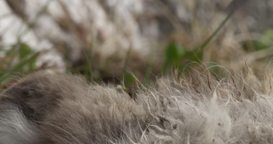Dead Arctic Fox Lying Upside Down In Grass Of Island Showing Teeth And ...
