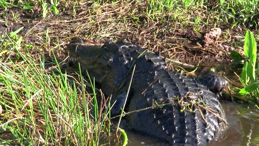 Alligator Chilling in the Water Stock Footage Video (100% Royalty-free ...