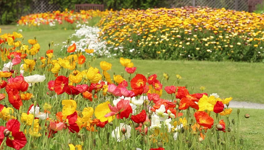 Bright Color Iceland Poppy Flower Field Swaying In The Wind Stock ...