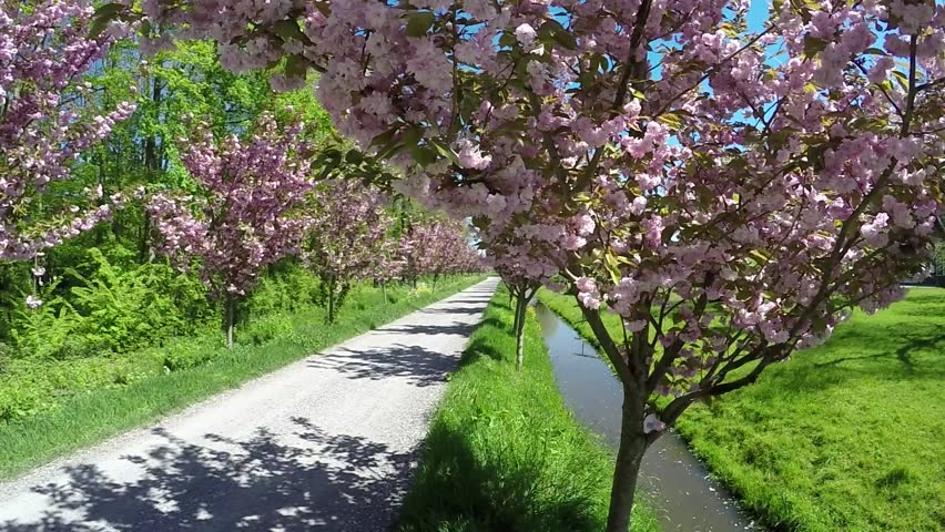 Moving Over Rural Road Towards Main Road Pink Cherry Blossom Trees On ...
