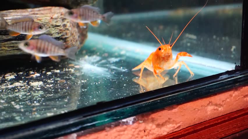 Red Freshwater Lobster in Aquarium Stock Footage Video (100% Royalty ...