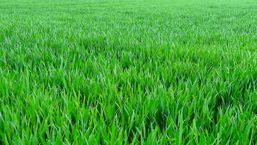 Green Grass Close-up. Stock Footage Video (100% Royalty-free) 16839016 ...