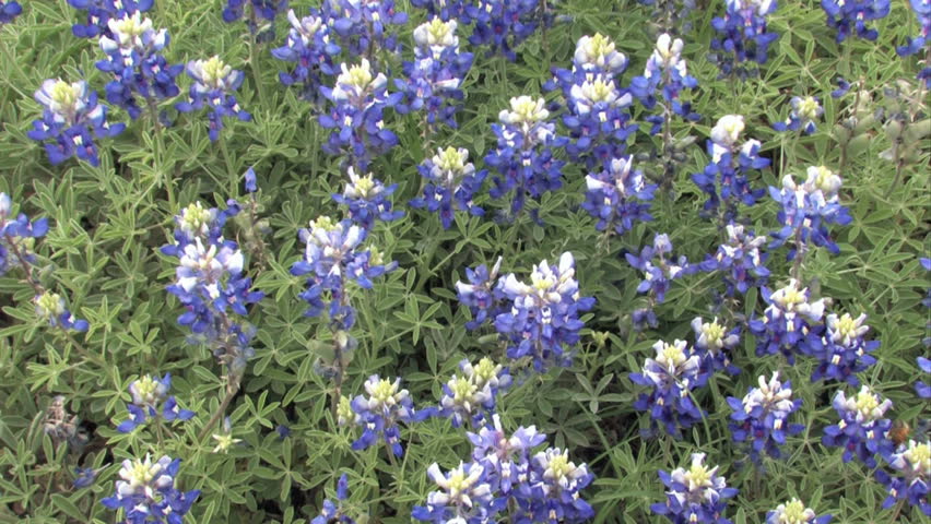 Texas Bluebonnet In Bloom. Field Close Up. State Flower Of Texas. Blue ...