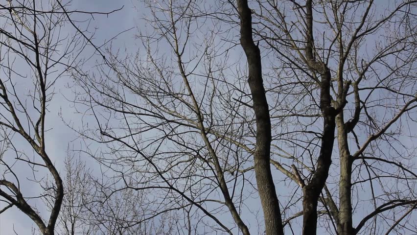 Tree Branches Moving in Breeze Stock Footage Video (100% Royalty-free ...