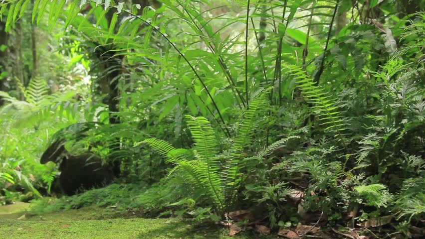 Plentiful Forest Stock Footage Video (100% Royalty-free) 16889746 ...