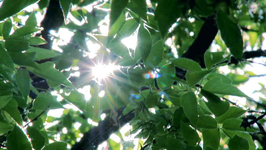 Macro Tree Sun Rays