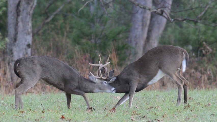 White Tailed Deer Buck Fighting