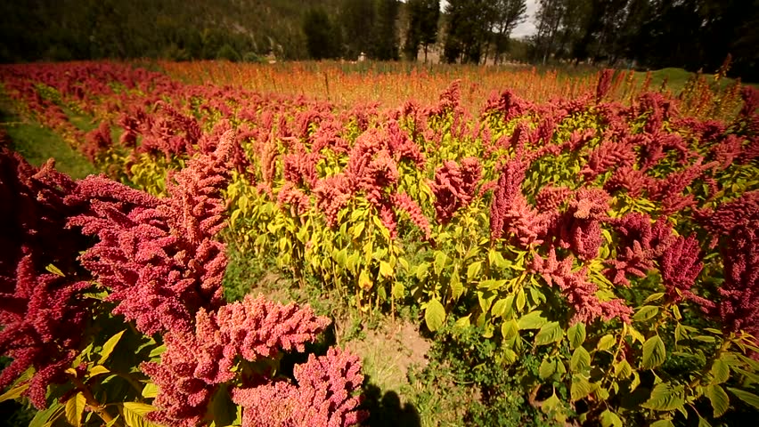 Stock Video Clip of PERU: Quinoa field with red plants on | Shutterstock