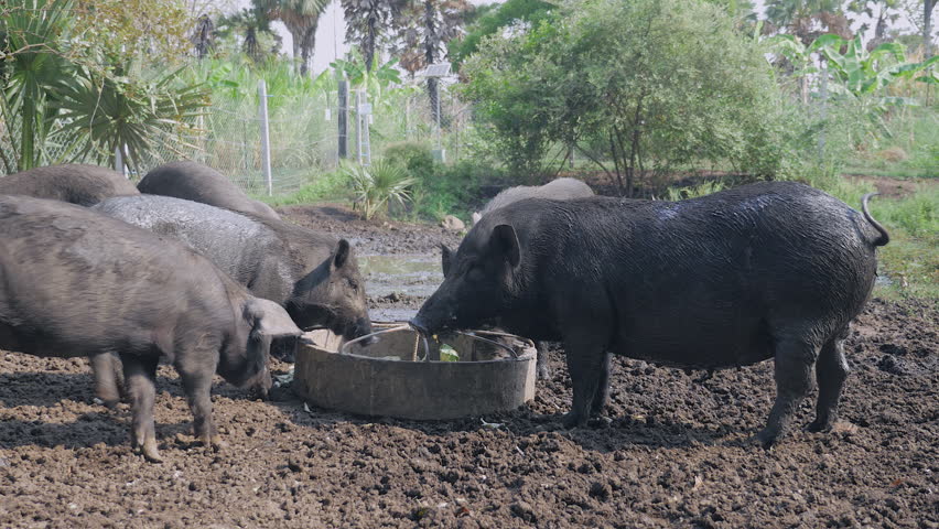 Stock video of drift of wild pigs eating out | 17278696 | Shutterstock