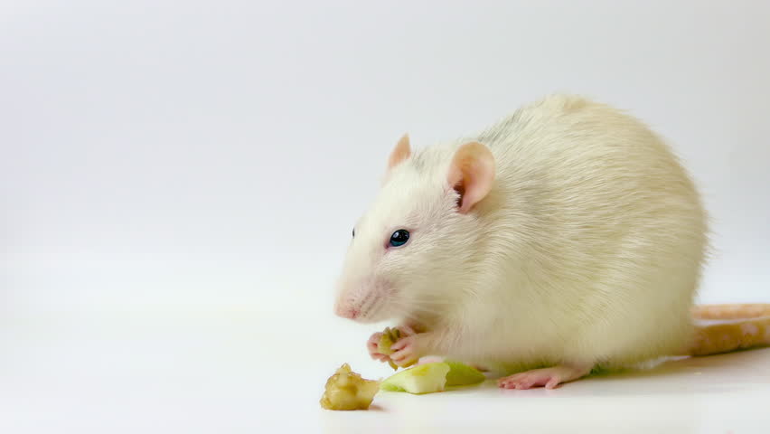 White Rat Eating an Apple. Video de stock (totalmente libre de regalías ...