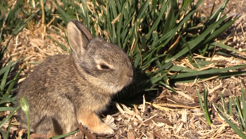 Cute Baby Cottontail Rabbit Stock Footage Video 17424901 | Shutterstock