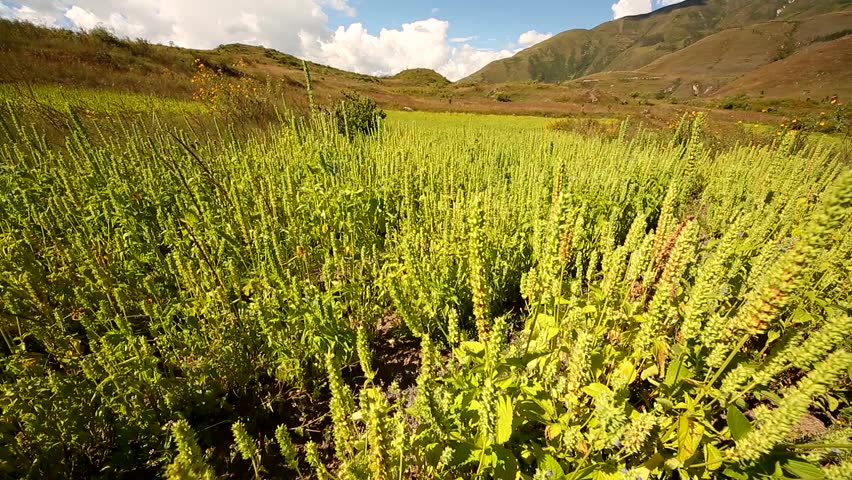 Chia Field In Peru. Here In South America In The Andes Region, Circa 4 ...