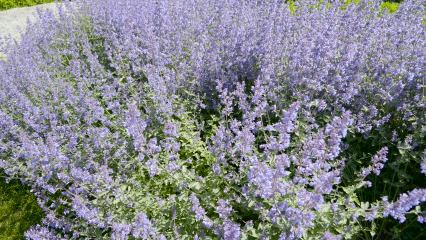 Stock video of field of plants with lavender color | 17442916 ...