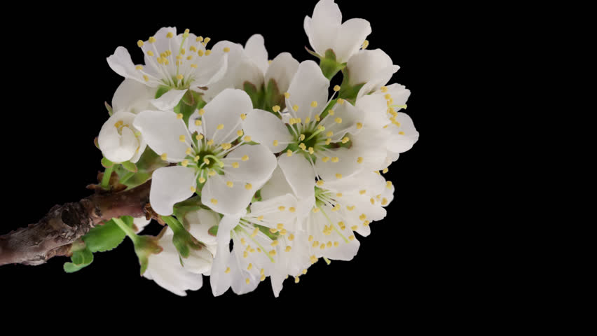 Cherry-tree Flowers Blooming, Time-lapse with Stock Footage Video (100% ...
