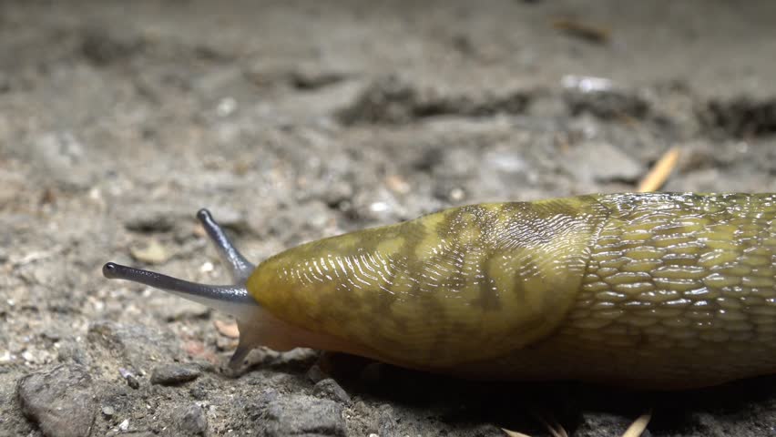 Stock video of slug... just a slug. slug crawling | 17539066 | Shutterstock