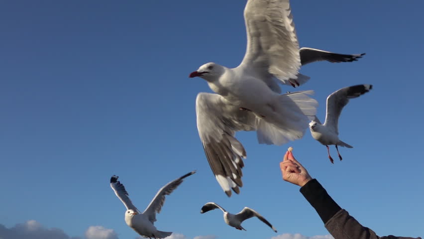 SLOW MOTION CLOSE UP: Cute, Brave Seagull Flying Towards A Young Girls ...