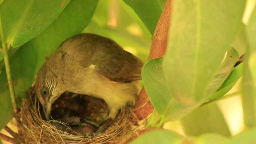 Mother Bird Feeding Baby Birds Stock Footage Video (100% Royalty-free ...