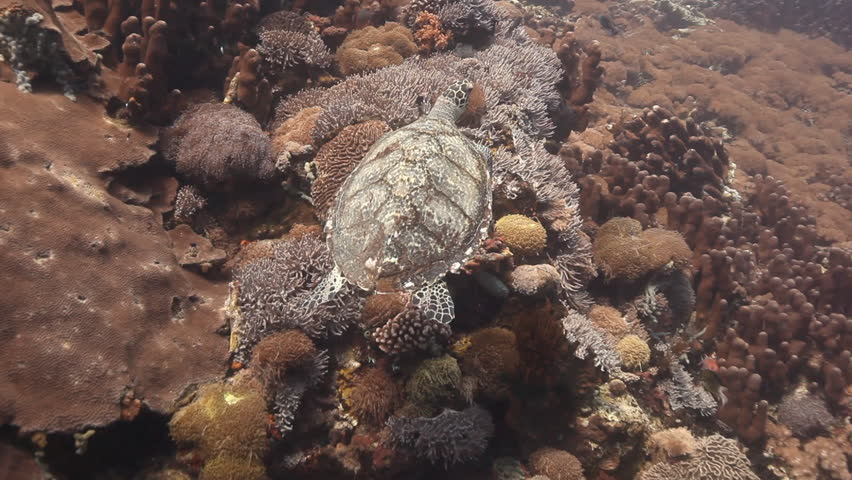 Potamon Ibericum Fresh Water Crab Lake River Eating Close Up Walking ...