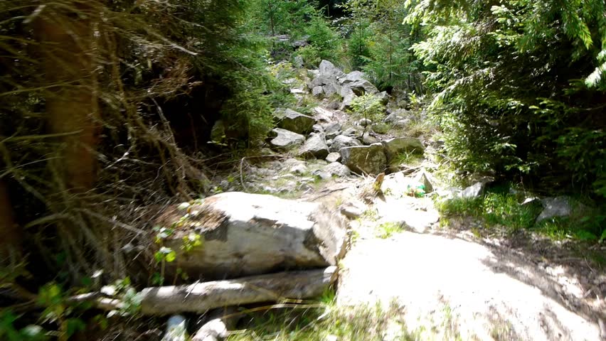 Mountain Spring Creek Stream Through Forest. Beautiful Mountain Forest ...