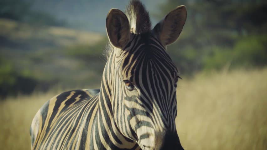 Zebra Swishing His Tail To Keep The Flies Away From His Hind-quarters ...